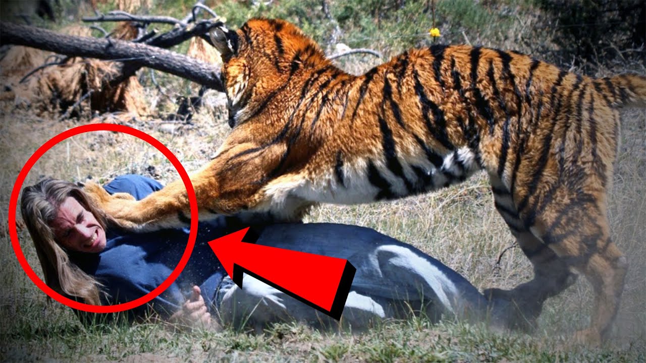 Top 10 Wild Animal Attacks You Won’t Believe - YouTube