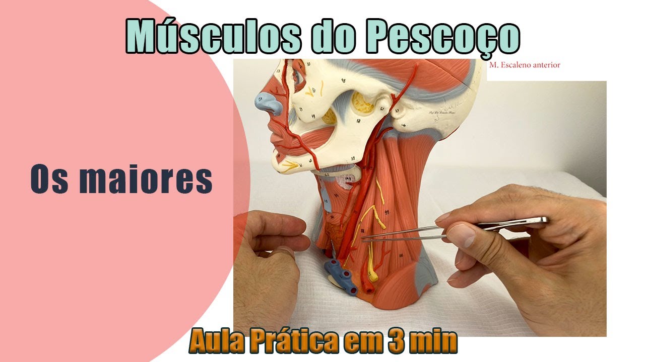 Músculos do Pescoço - Prática - Anatomia Humana - YouTube