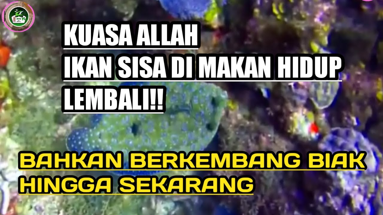Fakta nyata di Temukan Ikan Sebelah Sisa (makan Nabi Musa As) - YouTube
