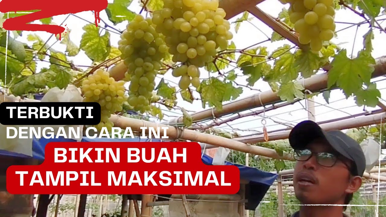 Tips Perawatan Buah Anggur Hingga Panen Dengan Penjarangan Buah Anggur ...
