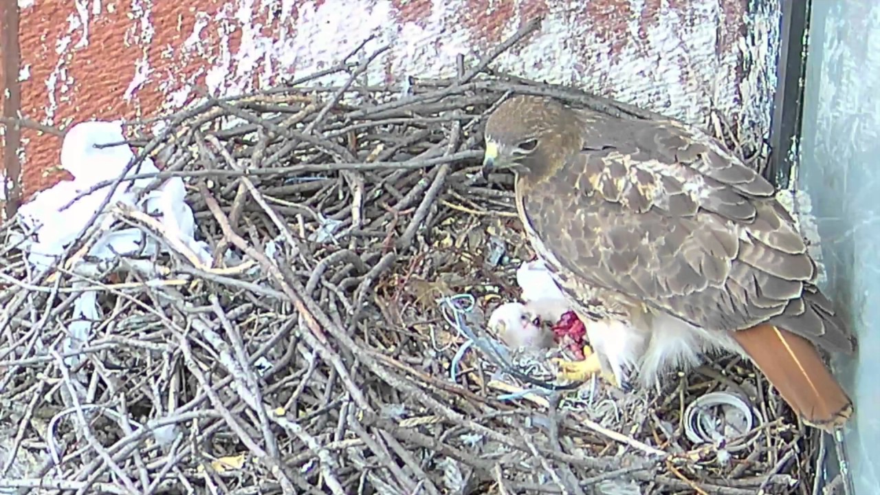 Both Washington Square Park Hawk hatchlings get a meal - April 19th ...