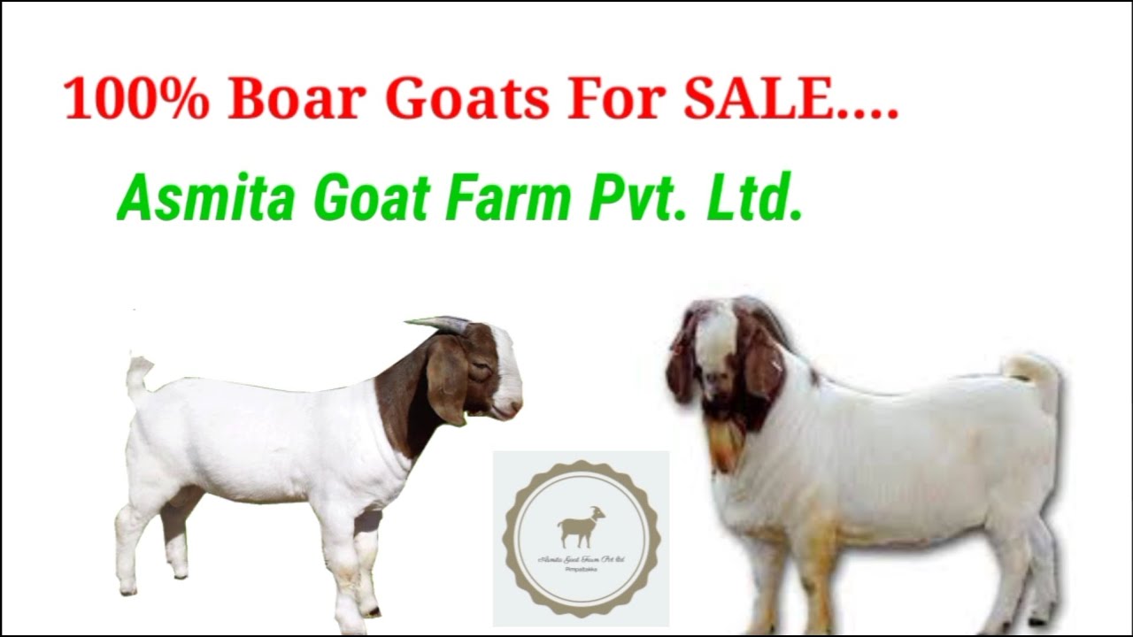 100% Boar Goats For SALE..... Asmita Goat Farm Pvt ltd Pimpaltakka ...