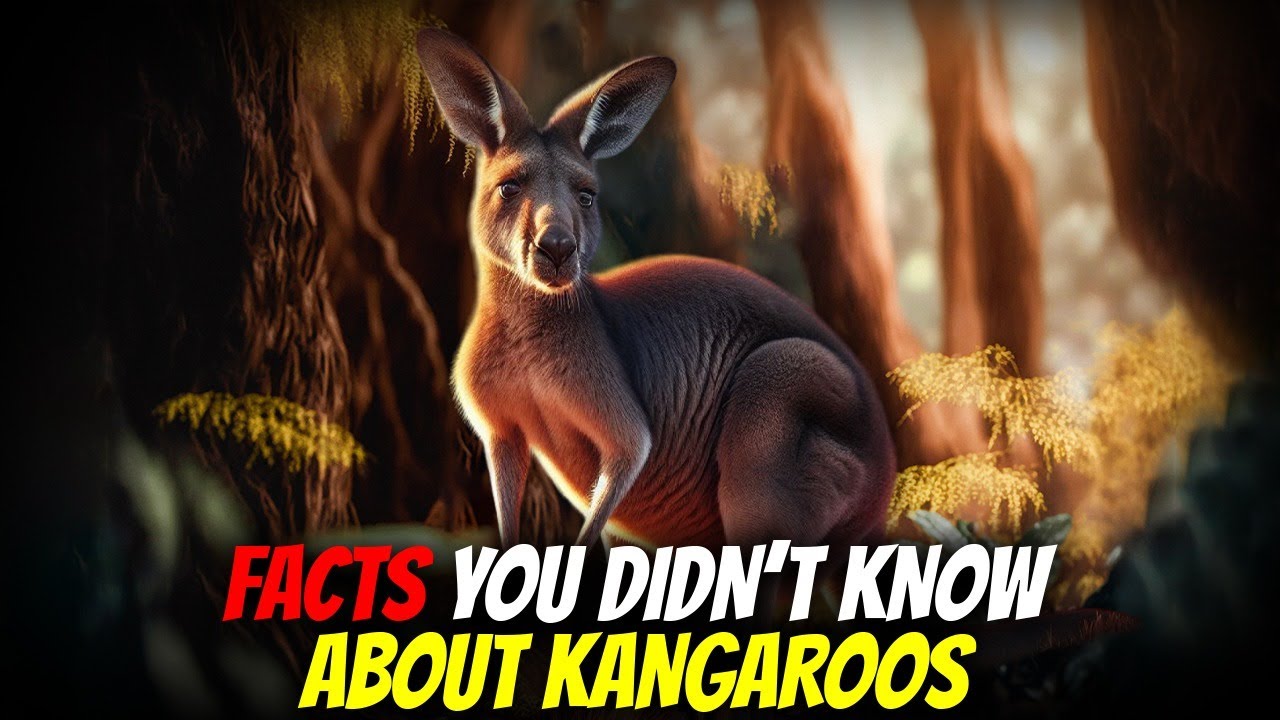 Top 10 Mind-Blowing Facts About Kangaroos You Never Knew! - YouTube