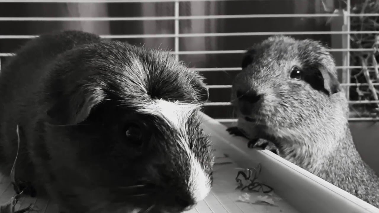 Sad Guinea Pig - YouTube