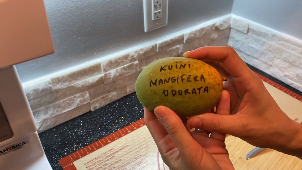 The Durian of the Mangoes 🥭 ? Kuini Mangifera Odorata taste test - YouTube