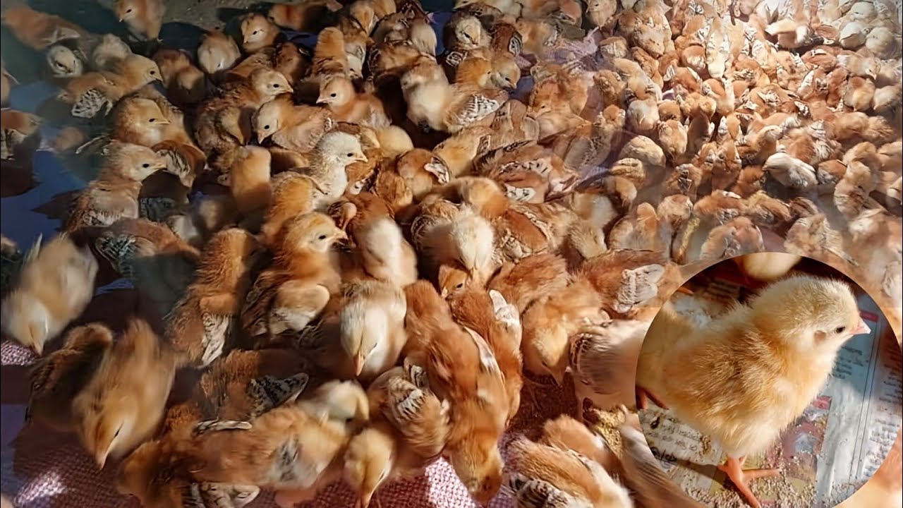 it's there feeding time. fun to feed them - YouTube