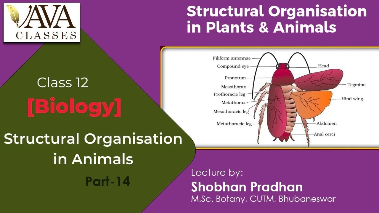 STRUCTURAL ORGANISATION IN ANIMALS CLASS 12 || NEET BIOLOGY || NEET ...