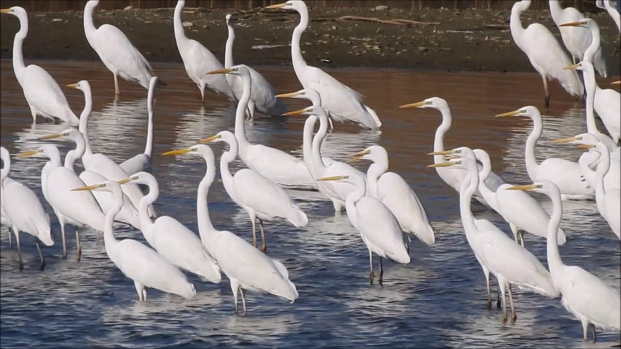 Egrete mari, Ardea alba, Great Egrets - YouTube