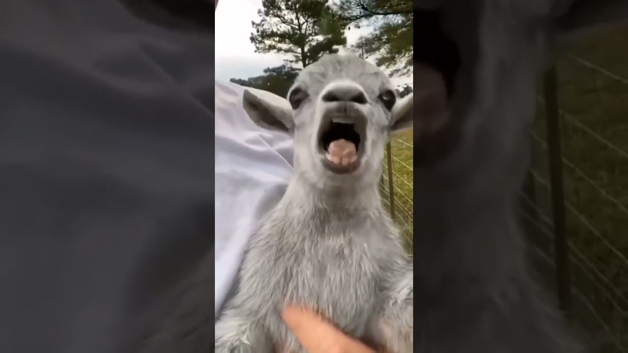 Wee weee 🤣🤣 #short #shortvideo - YouTube