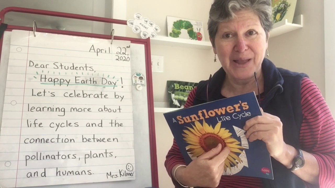 Mrs. Kilmer's Classroom #42 "A Sunflower's Life Cycle" - YouTube