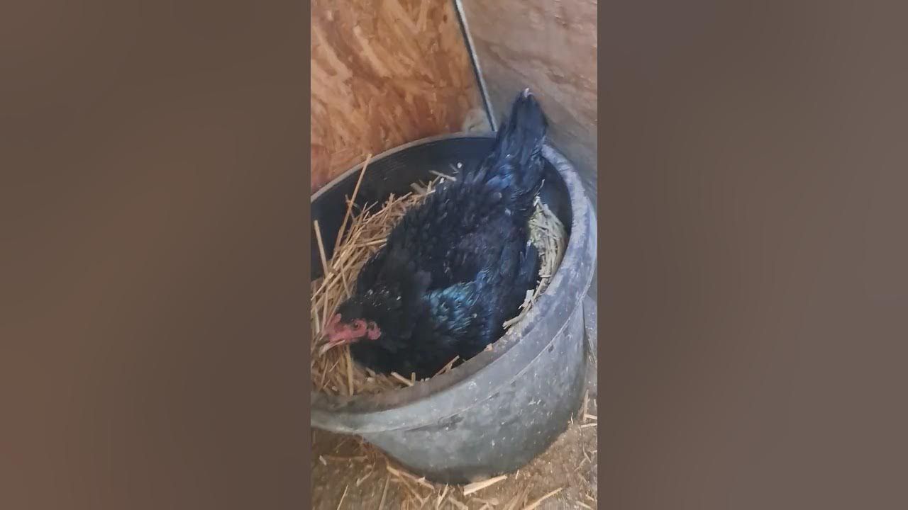 Poj qaib VIP update - YouTube