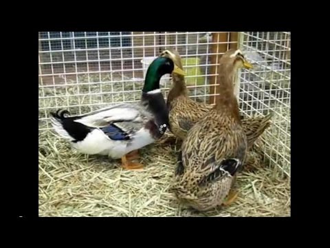 Rouen-Clair-Enten, Canard de Rouen clair, Exposition Avicole Lajoux ...