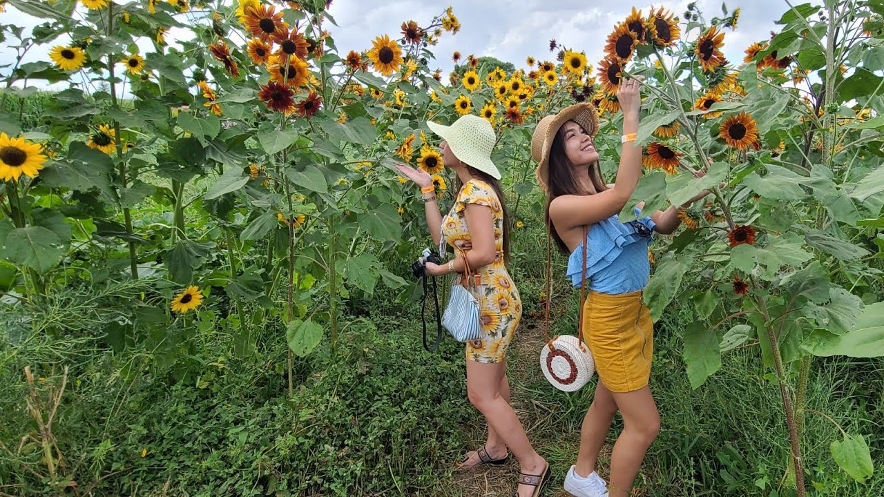 Best Sunflower Fields in Arizona | Mortimer Farms in Dewey, AZ near ...