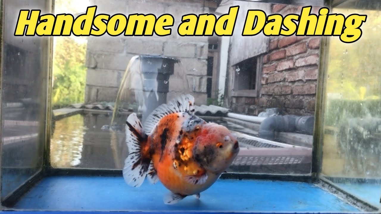 Short-Tailed Oranda Calico Goldfish, Show Quality Tough Studs - YouTube