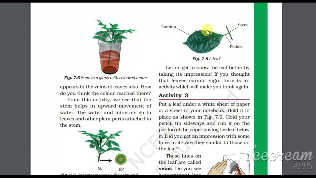 CLASS 6 SCIENCE | CH-7 | FULL Explanation | Getting to know plants ...