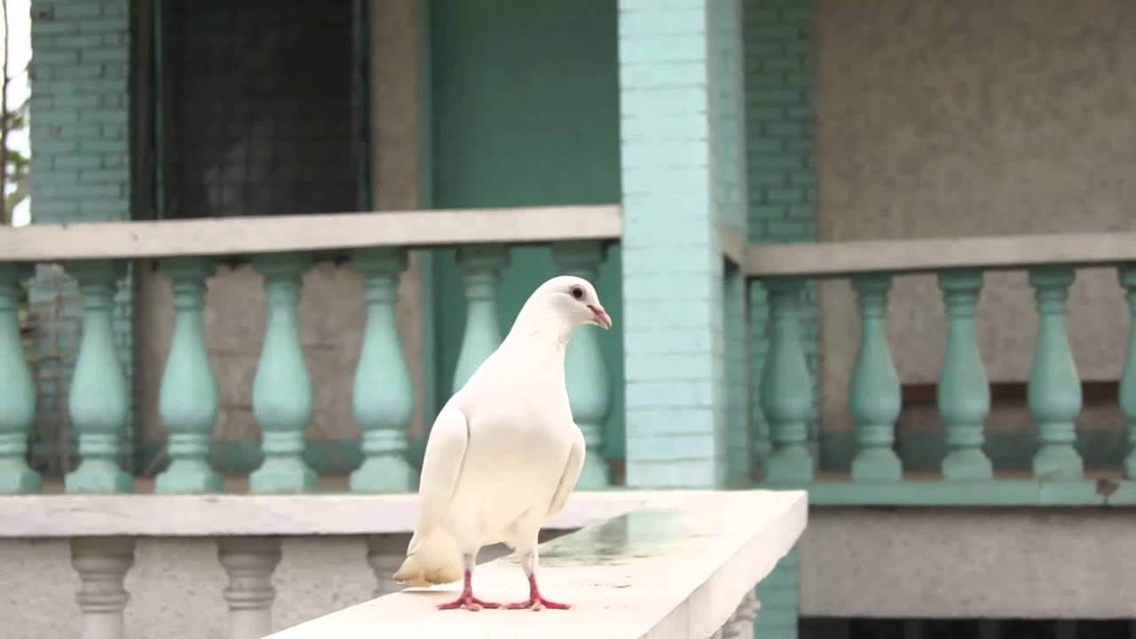 Dove Play - YouTube