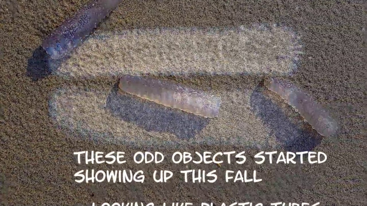 What Are These Kooky Creatures on Oregon Coast? (Weird Beaches Science ...