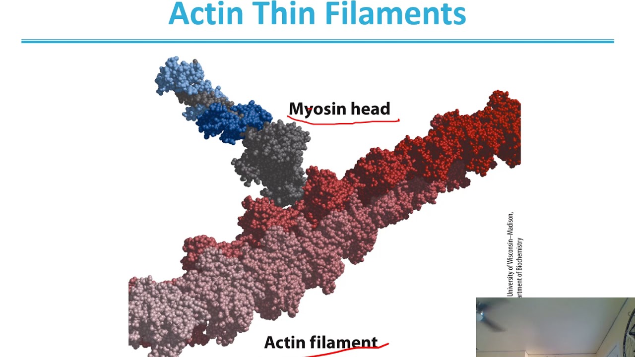 Chapter 5 - pt7: Muscle Proteins - YouTube
