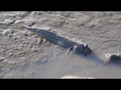 Mutsugoro mudskipper 'Boleophthalmus pectinirostris' - YouTube