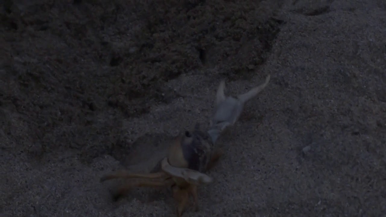 Crab with one big claw - YouTube