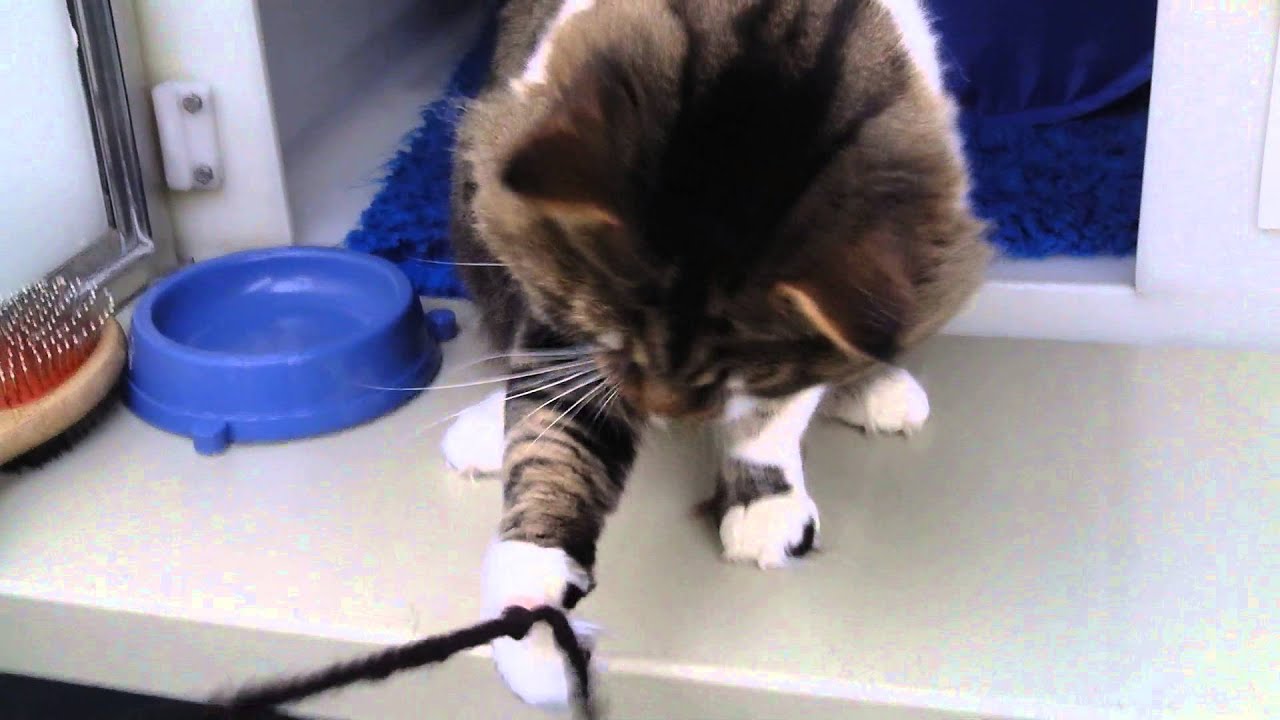 Cats Protection: comfy affable chap Smudge likes games - YouTube