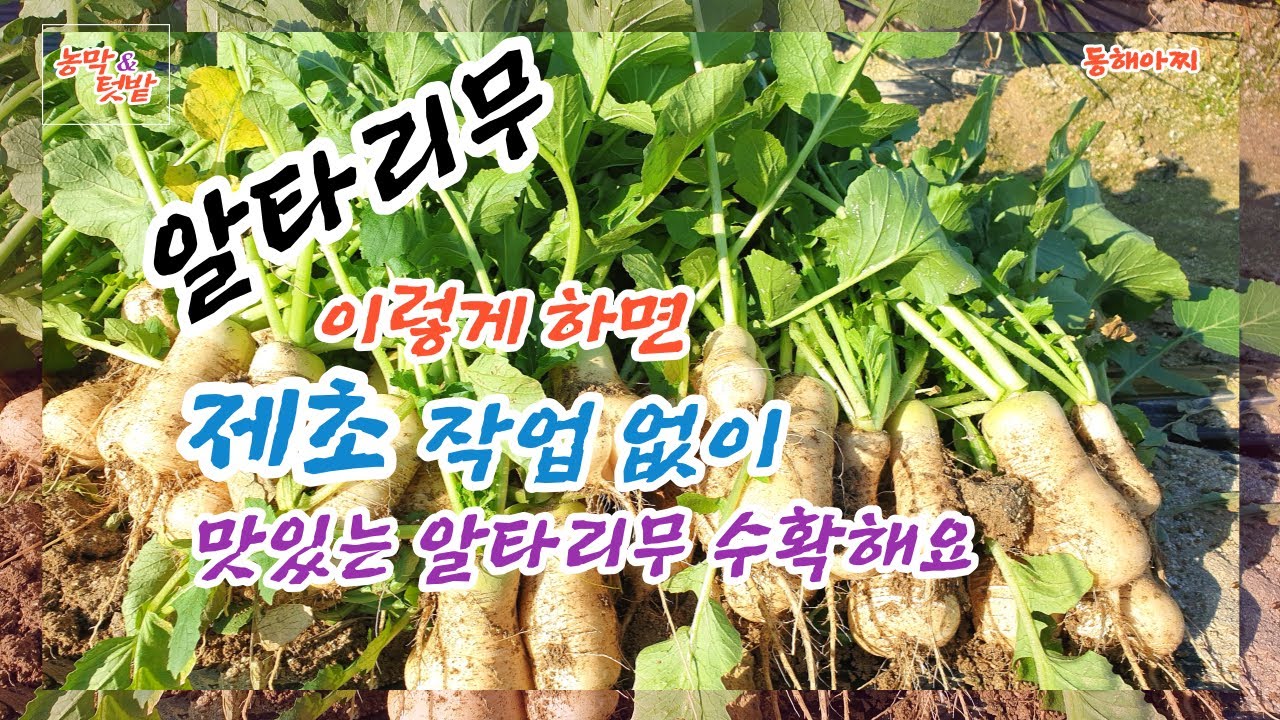 알타리무 편하게 재배한 결과.Grow Altarimu comfortably without worrying about ...