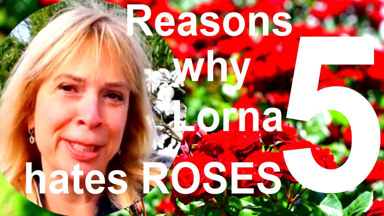 Five Reasons Why Lorna Hates Roses - YouTube