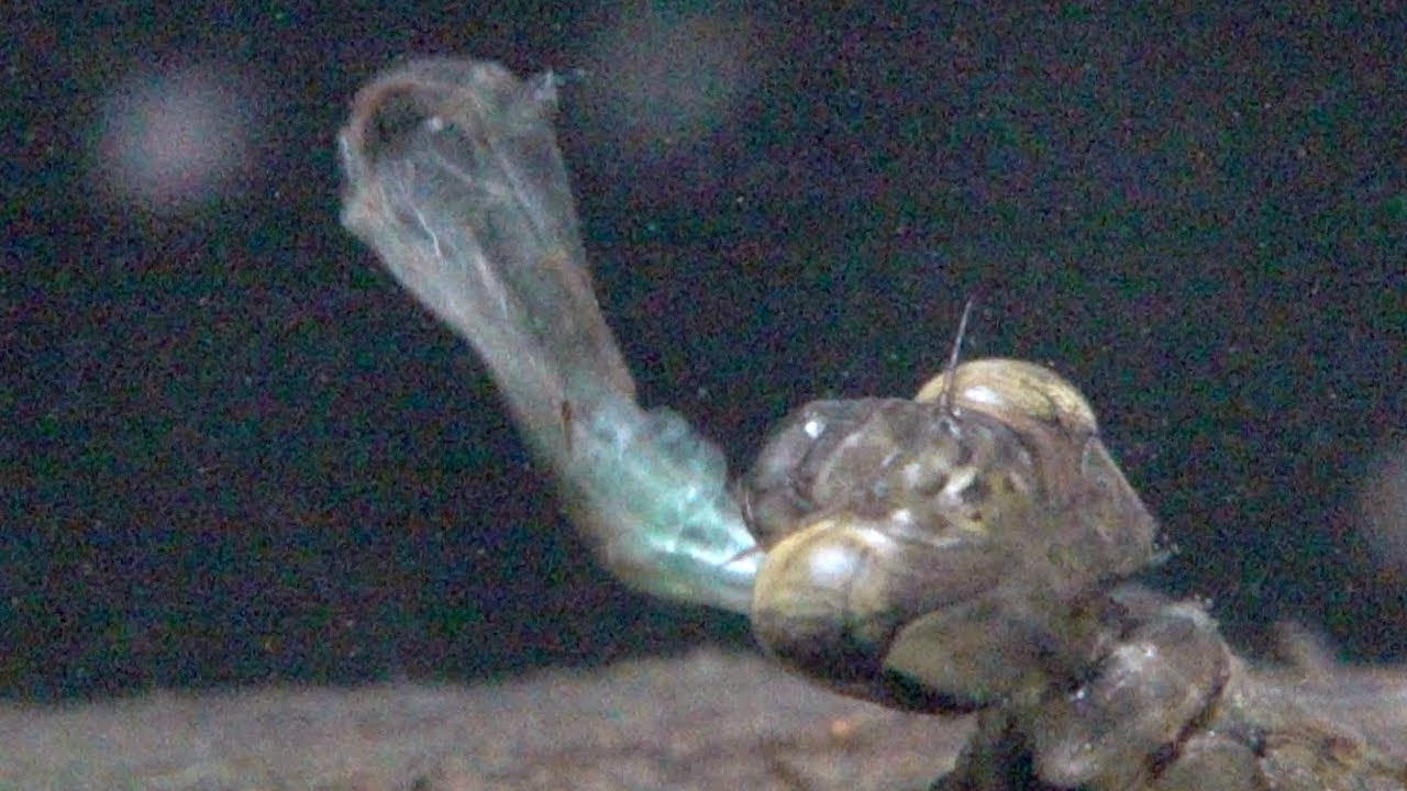 Dragonfly nymph hunts. Libellenlarve bei der Jagd. - YouTube