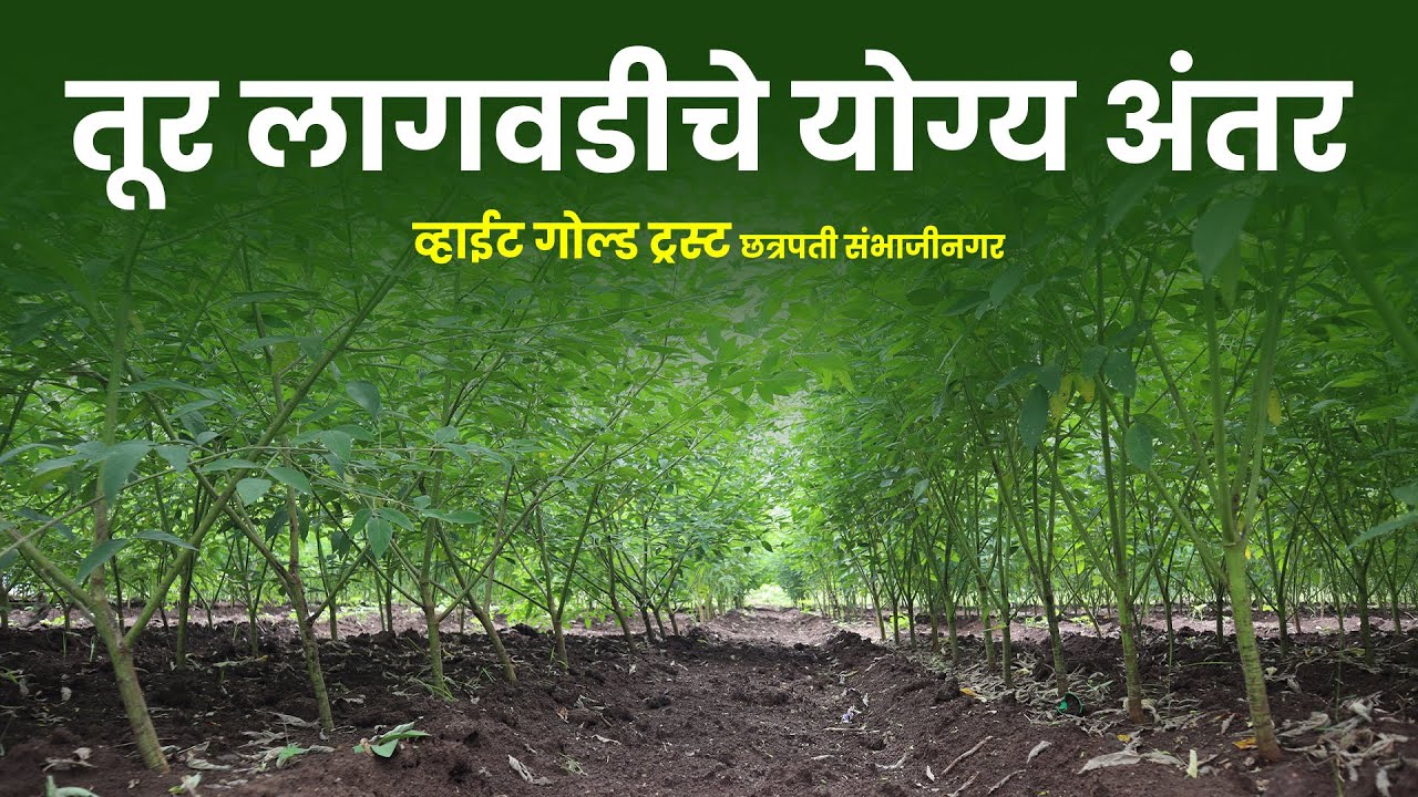 तूर लागवडीचे योग्य अंतर।श्री गजानन जाधव सर #शेती #पेरणी #तूर #लागवड # ...