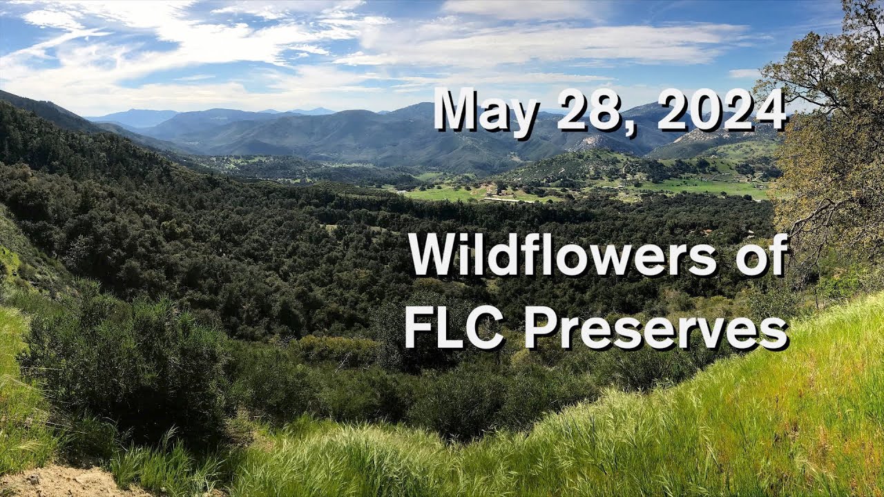 Wildflowers of Fallbrook Land Conservancy Preserves - YouTube