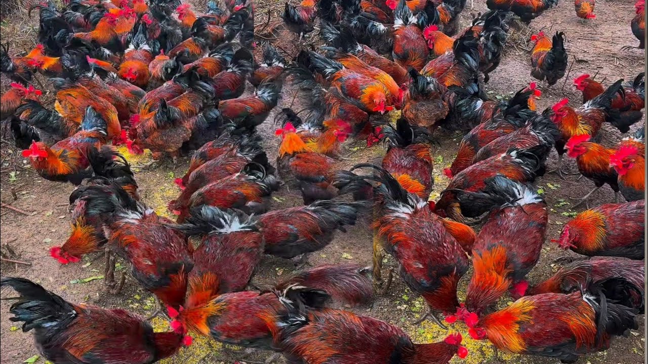 **"Free-Range Chicken Farm Documentary: Daily Care, Feeding, Breeding ...