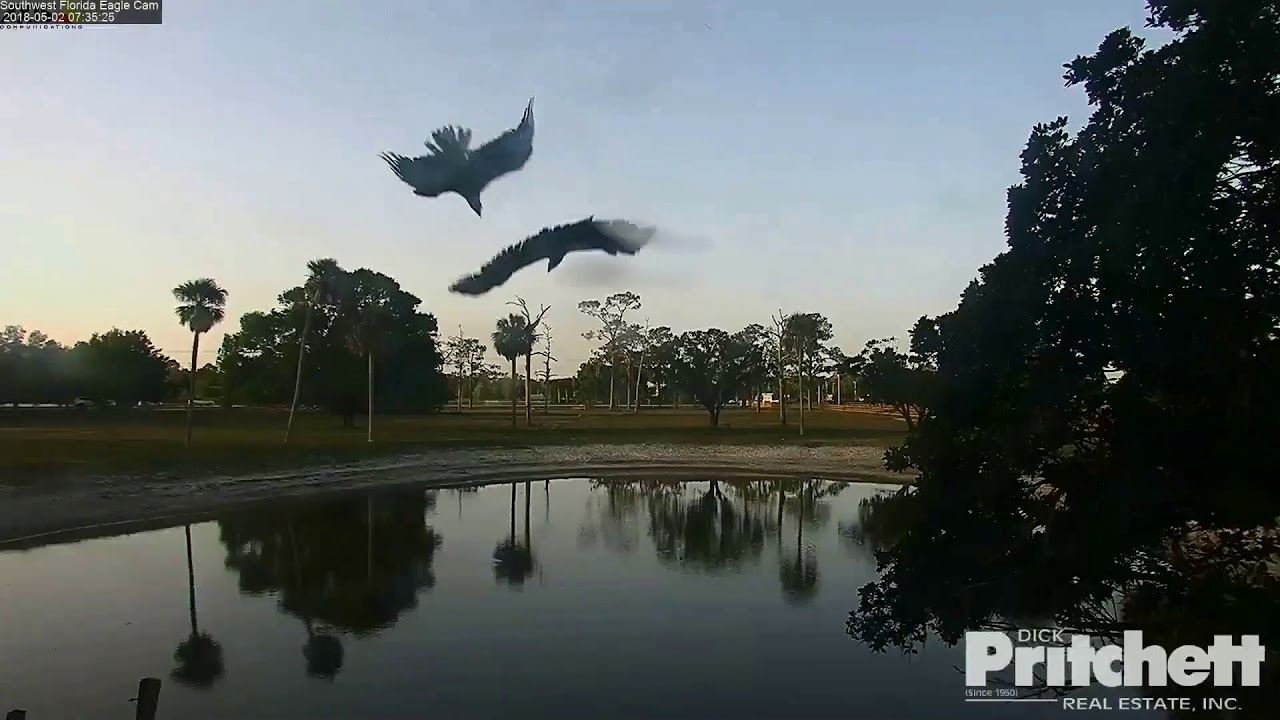 SWFL Eagles ~ E10 chased by Crows ~ M Flushes Out Juvie From Pasture 5. ...