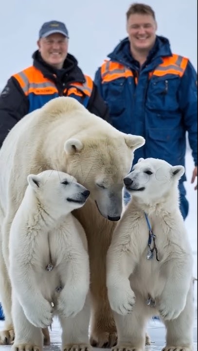 Mother Polar Bear Cries for Help! 😢 Her Babies Covered in Barnacle #shortsfeed #shorts #short ...