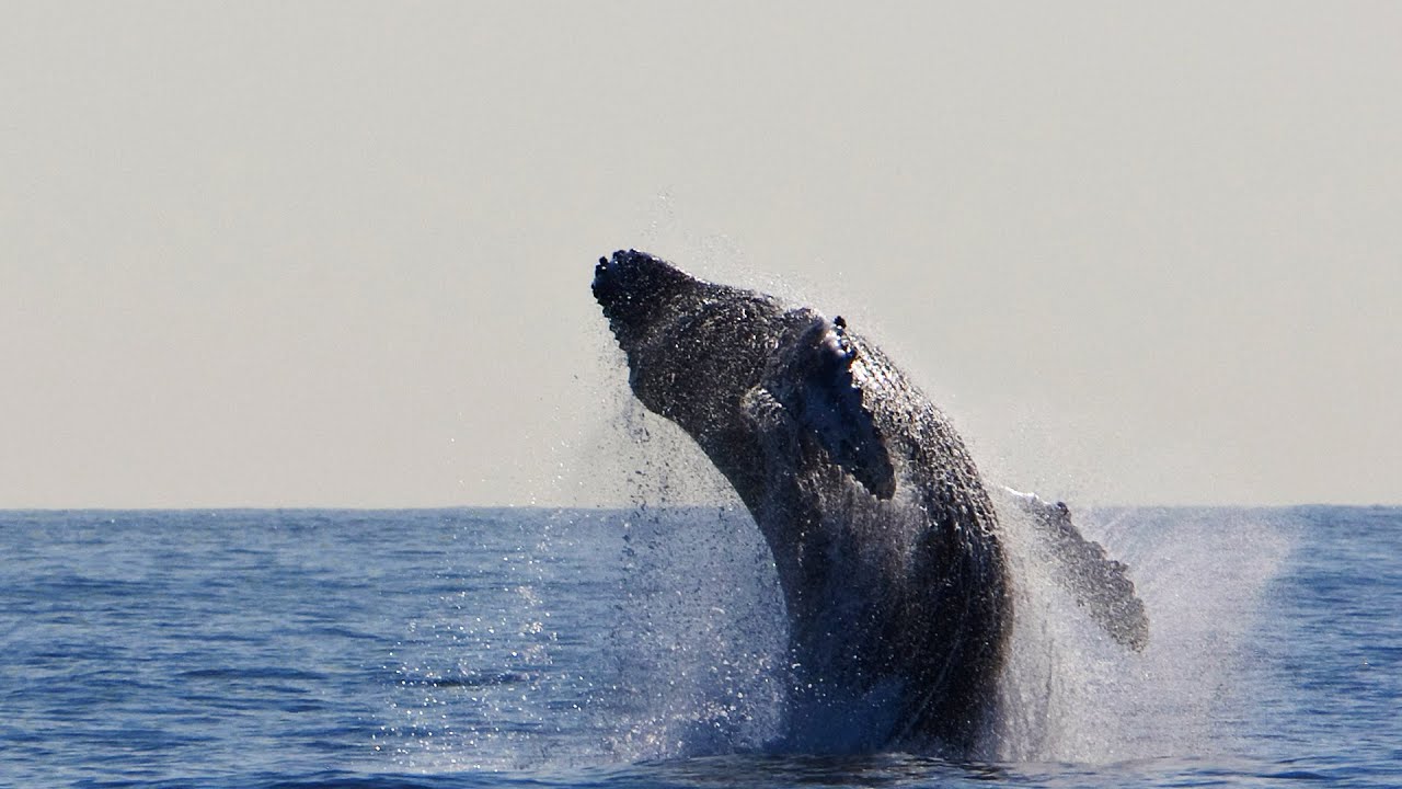 Whale Singing Meditation Music (Peaceful, Calming, Soothing and ...
