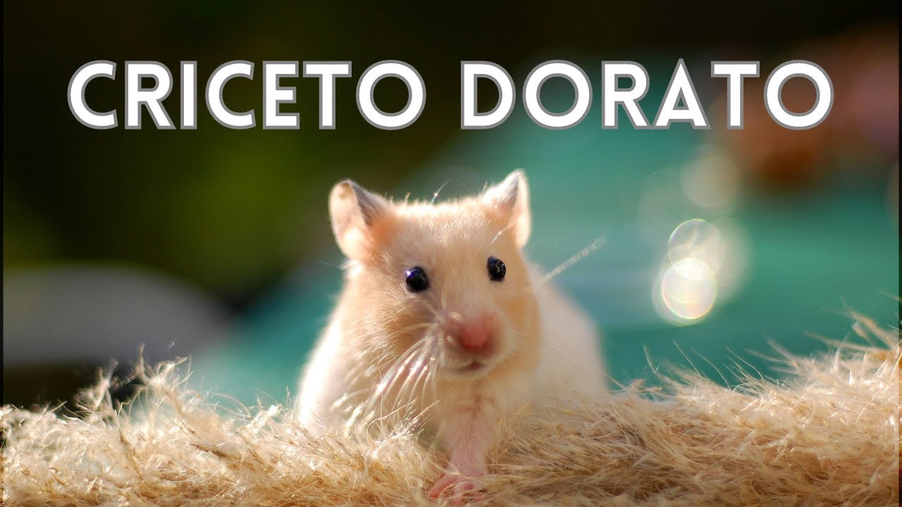Il CRICETO DORATO: Cure e Caratteristiche | Scheda Tecnica 🐾 - YouTube