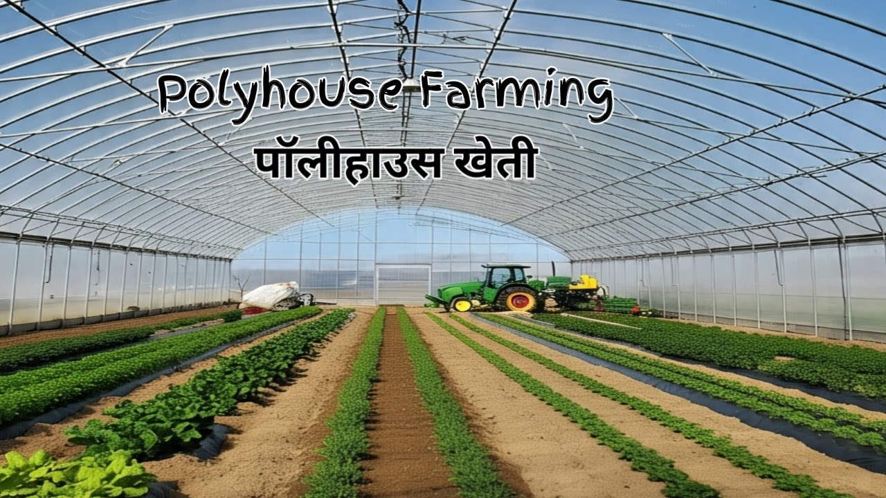 Polyhouse Farming | पॉलीहाउस खेती | Azmi Agriculture | #azmiagriculture ...