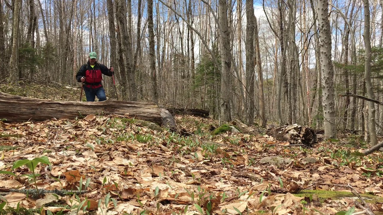 3 mile hike to Tirrell Pond - YouTube