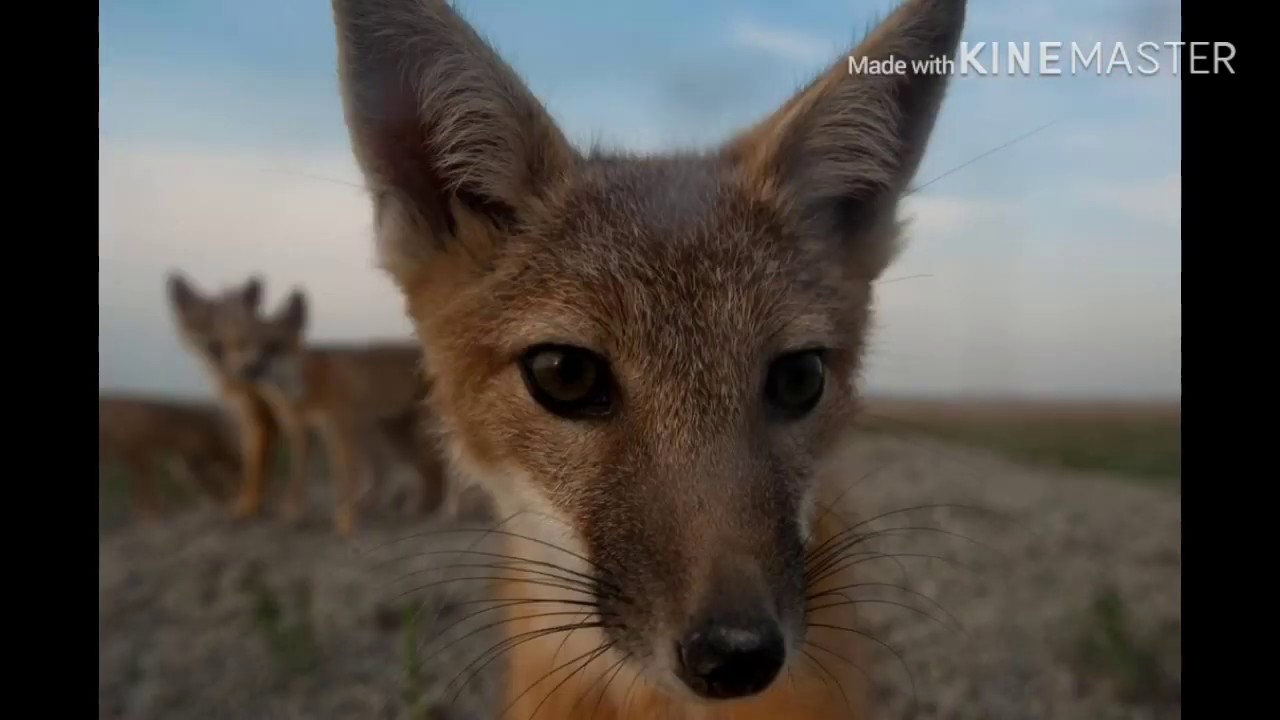 National Fox Day 2019: The 12 True Fox Species - YouTube
