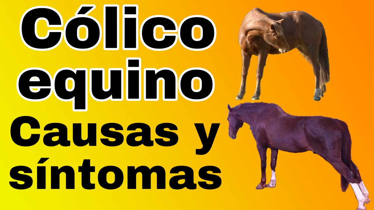 Descubre las Causas del Cólico en Caballos y Cómo Detectarlo a Tiempo ...