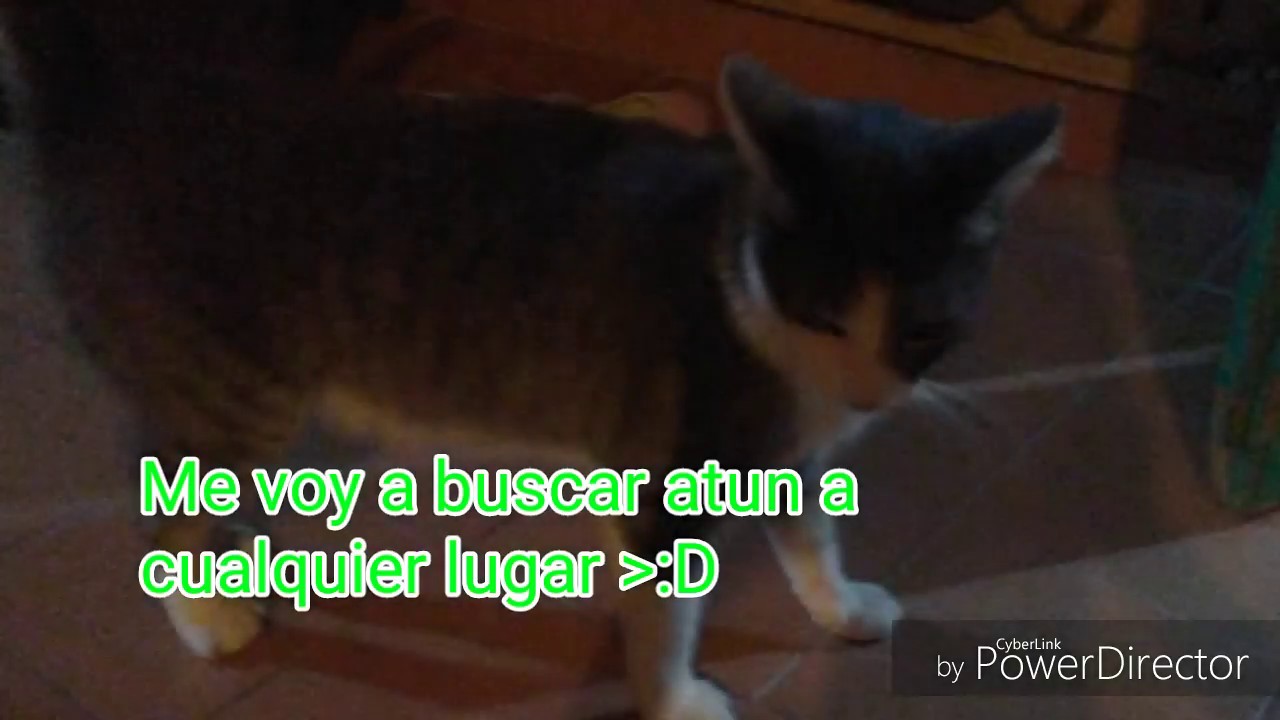 GATITO RICO BUSCANDO ATUN 😹 - YouTube