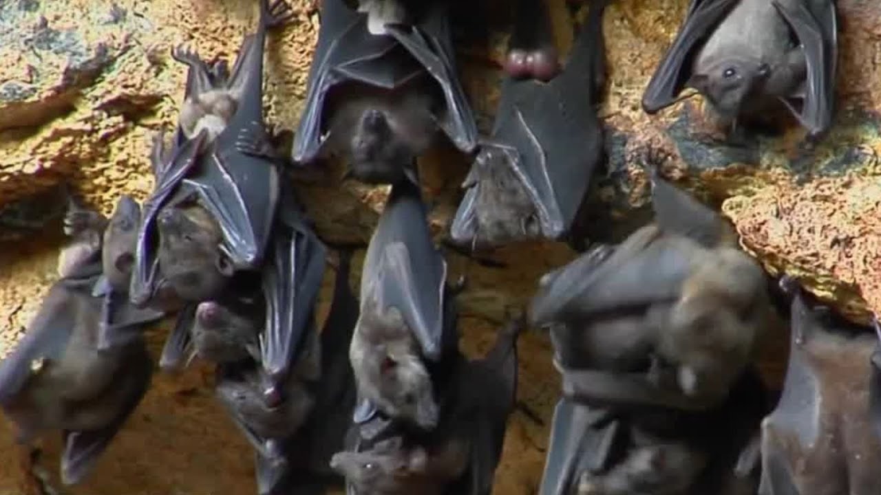 Three cases of rabies in bats confirmed in Utah - YouTube