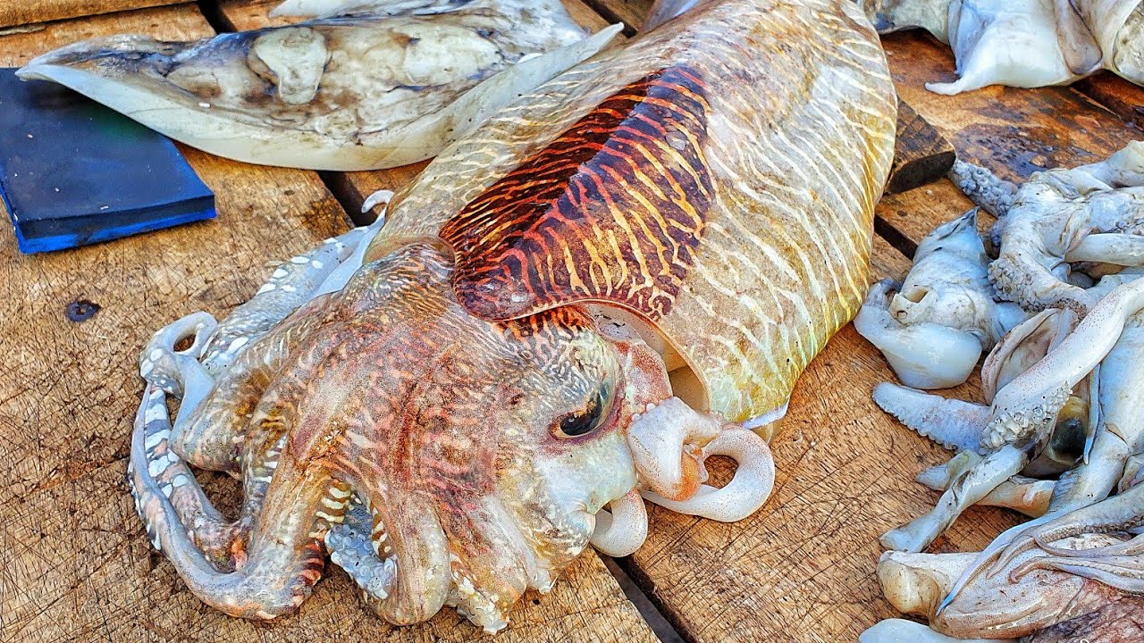How to Clean Cuttlefish | Cuttlefish Cutting Skills|7 Cuttlefish ...