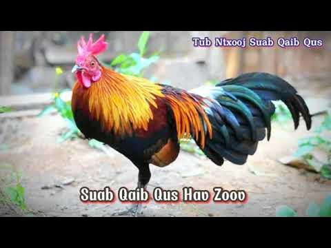 30 qaib dib qua - YouTube