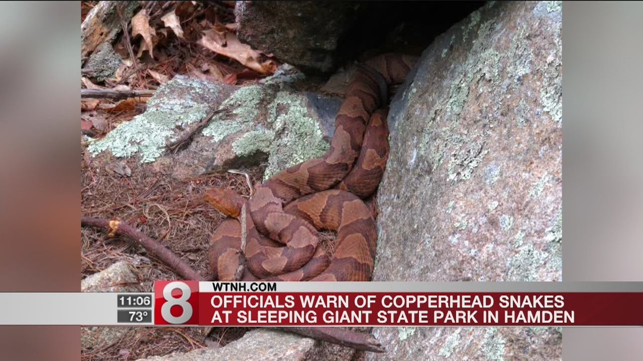 Watch out for Copperhead Snakes at Sleeping Giant State Park - YouTube