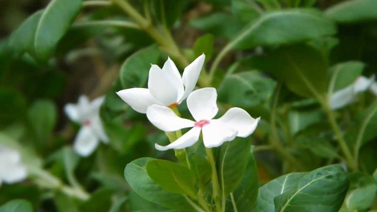 FUJIFILM SL300 video test (HD)