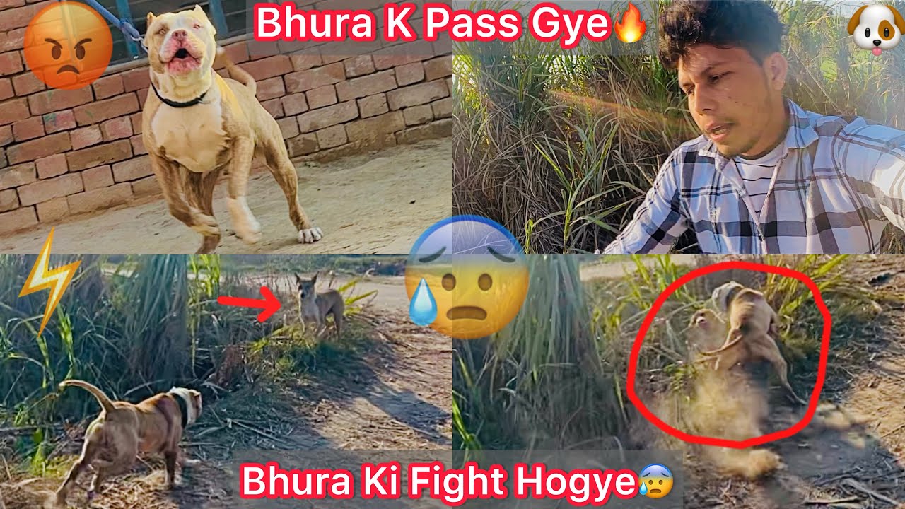 Bhura Ki Ladai Hogye Running Krta Hua😰|| Julie Ko Roxcy Vala Puppes Se ...