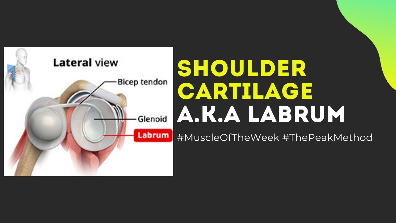 Muscle Of The Week Breakdown: Shoulder Labrum (Cartilage.) - YouTube