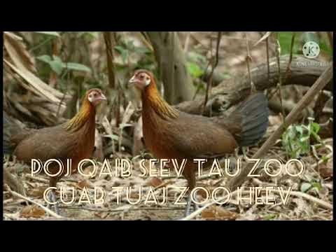 Poj qaib seev tau zoo cuab tuaj zoo tas - YouTube