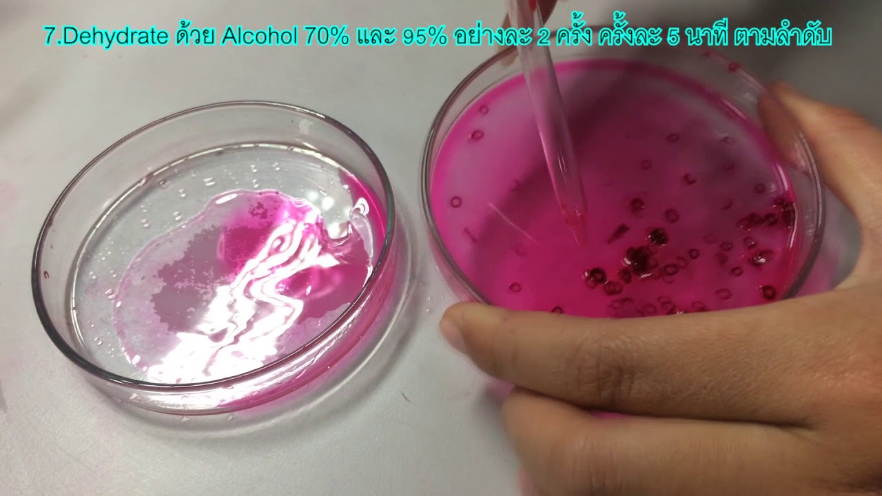 Free Hand Section by กลุ่มที่ 4 ค.บ.วิทยาศาสตร์ปี 2 มรภ.สกลนคร - YouTube