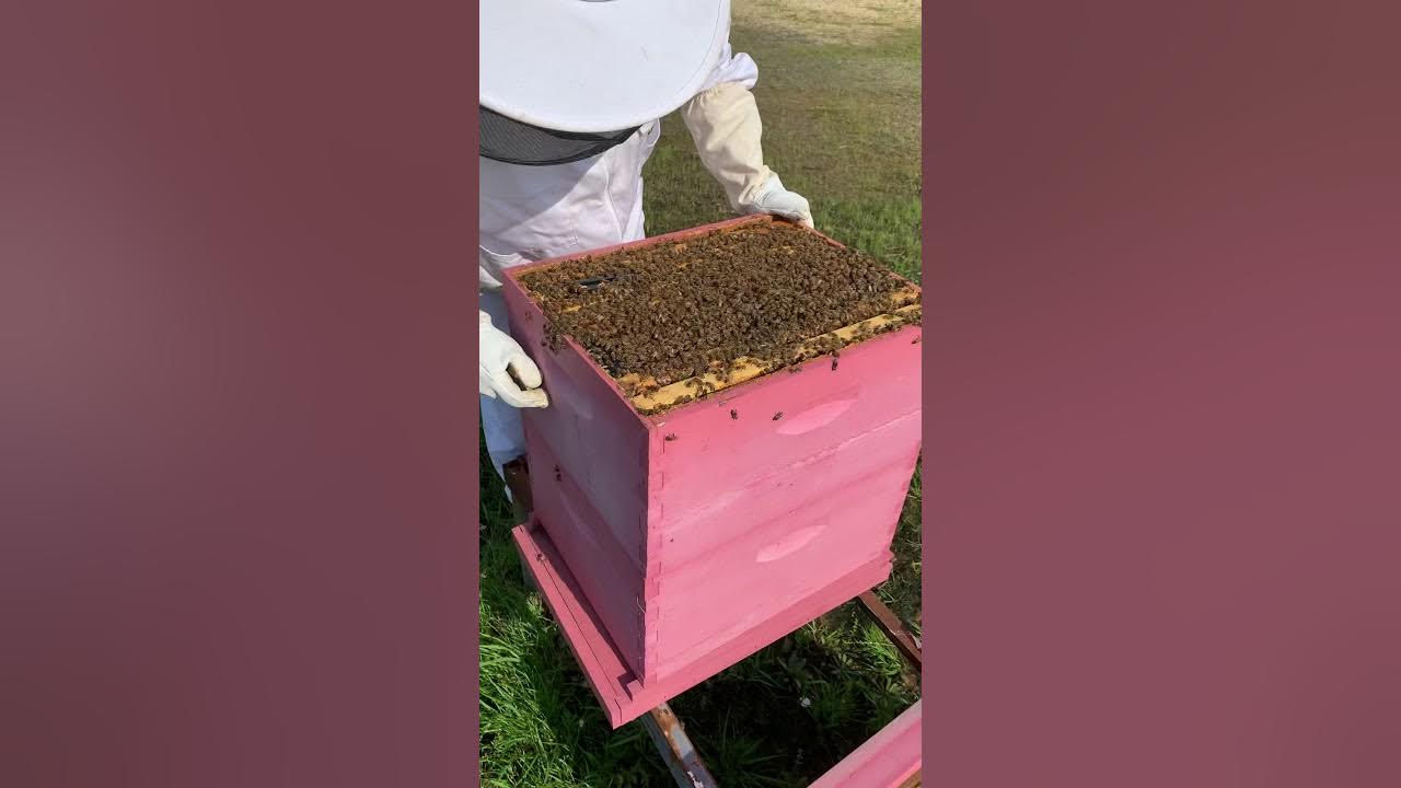 Bee Farm Field Trip - YouTube